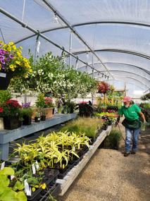 Mcsherry's Nursery & Garden Center | Conway, NH | plant-options