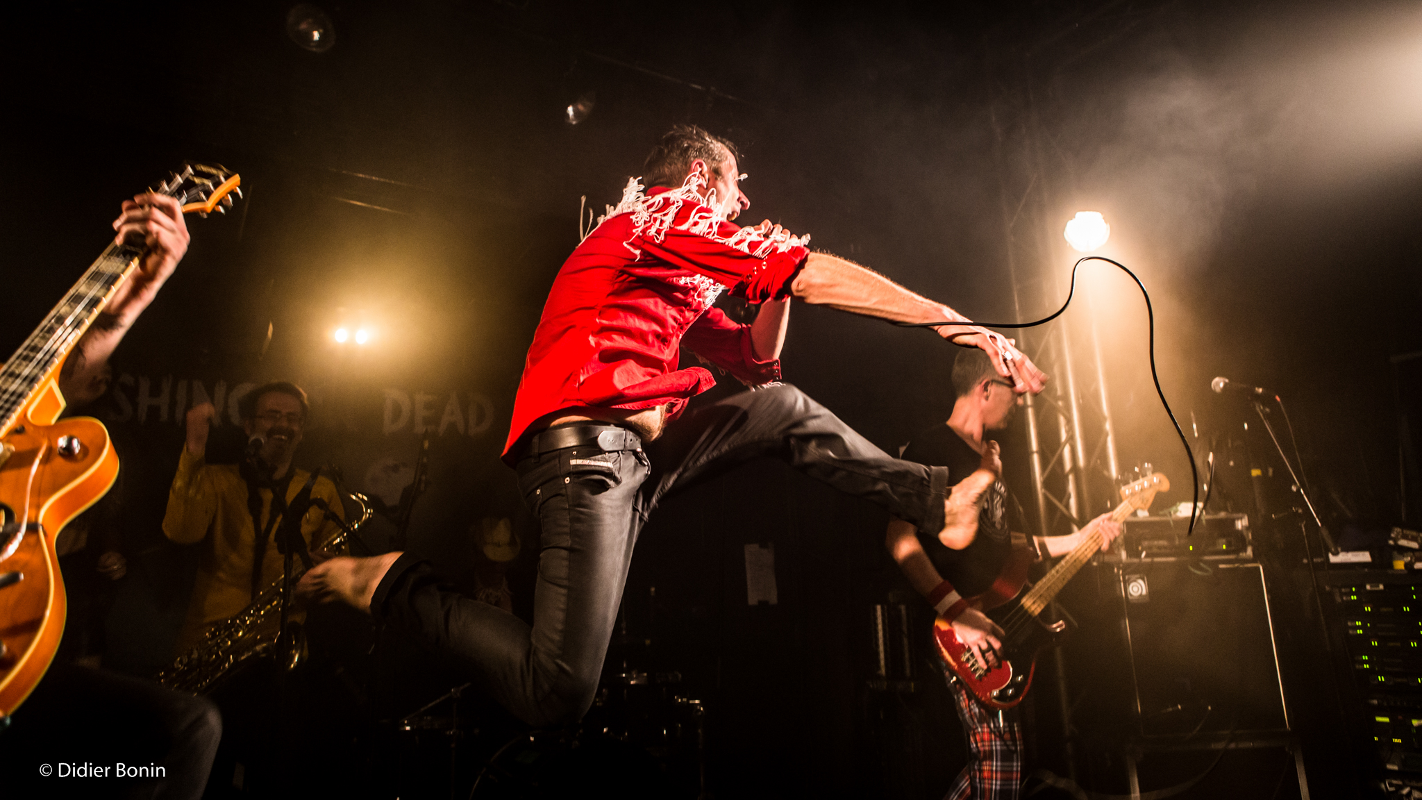 washington dead cats videos and music