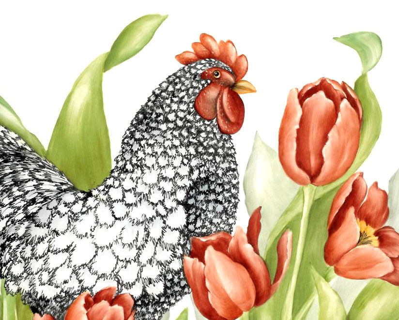 What Does a Rooster Have to do with Jesus?