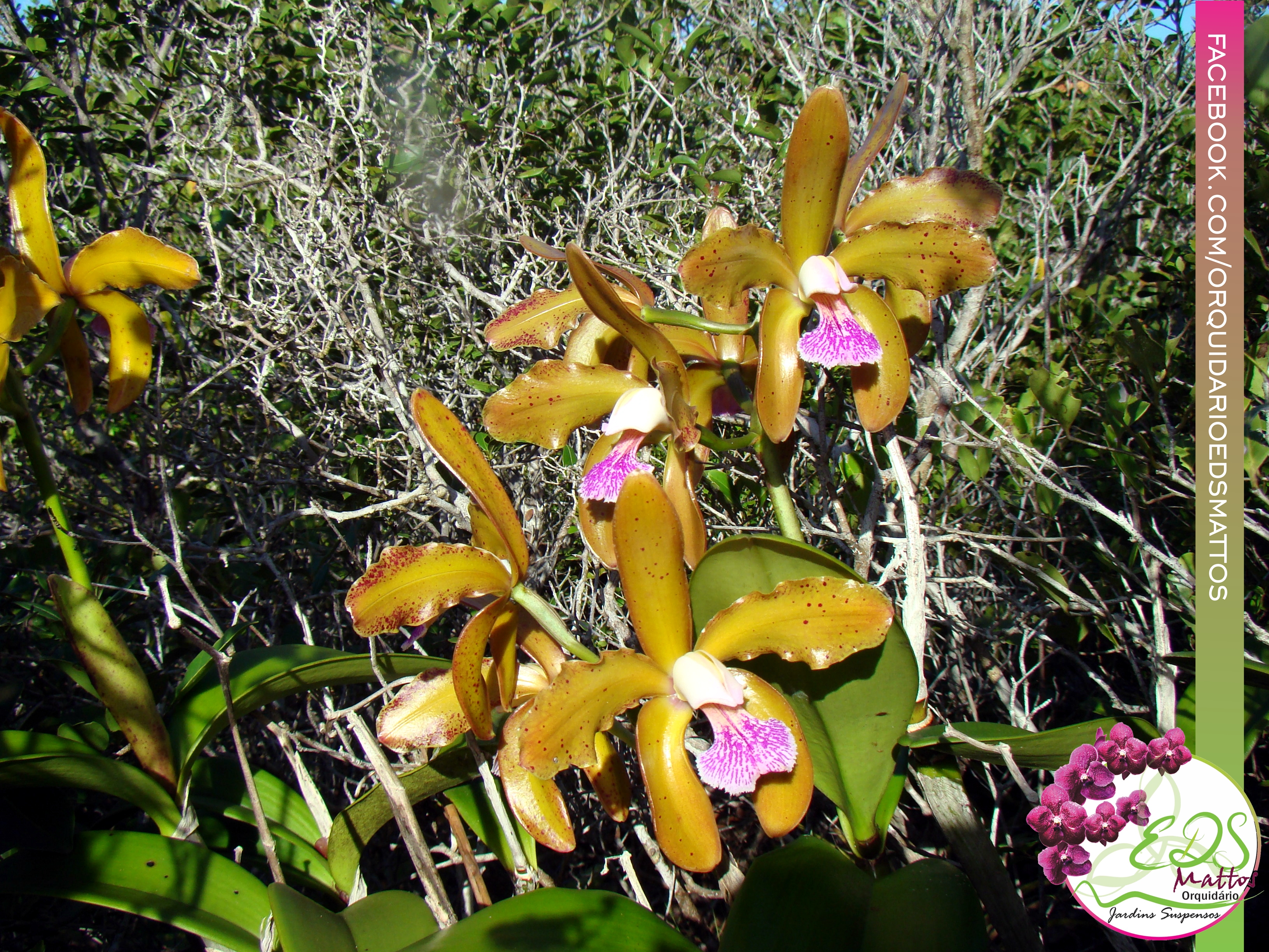 IMAGENS HISTÓRICAS DA CATTLEYA GRANULOSA | orquidarioedsmattos