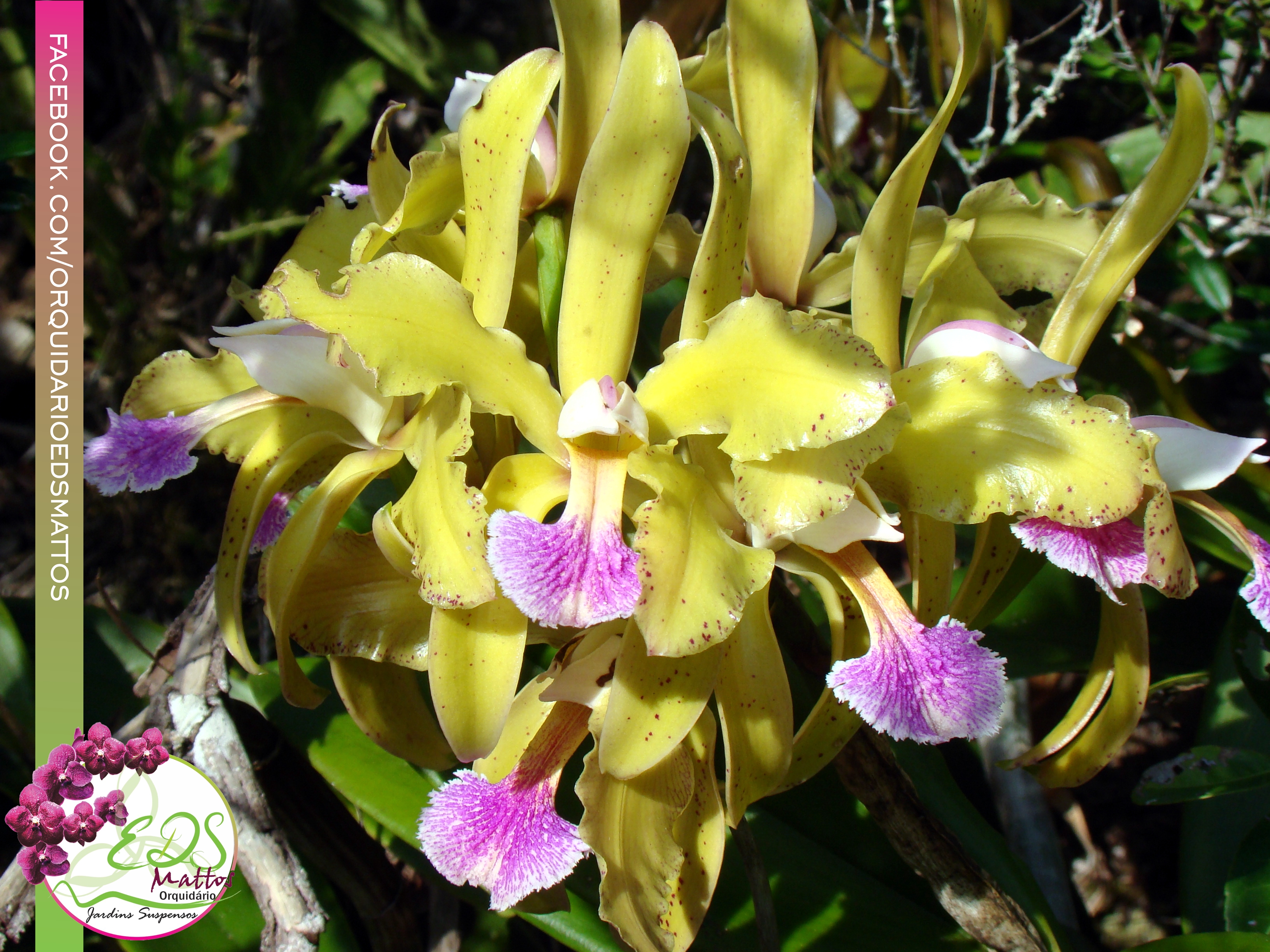 IMAGENS HISTÓRICAS DA CATTLEYA GRANULOSA | orquidarioedsmattos