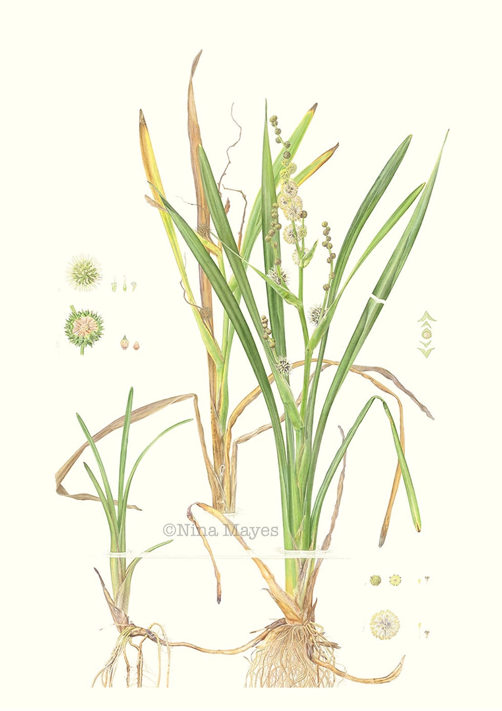 Sparganium erectum | Ninamayes