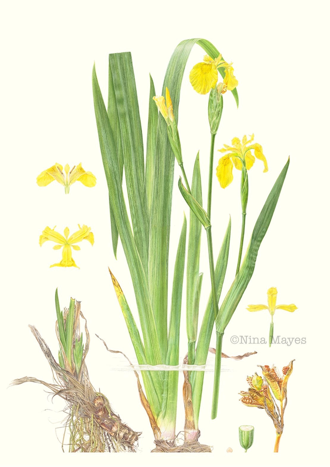 Nina Mayes Botanical Art | Projects | RHS 2023