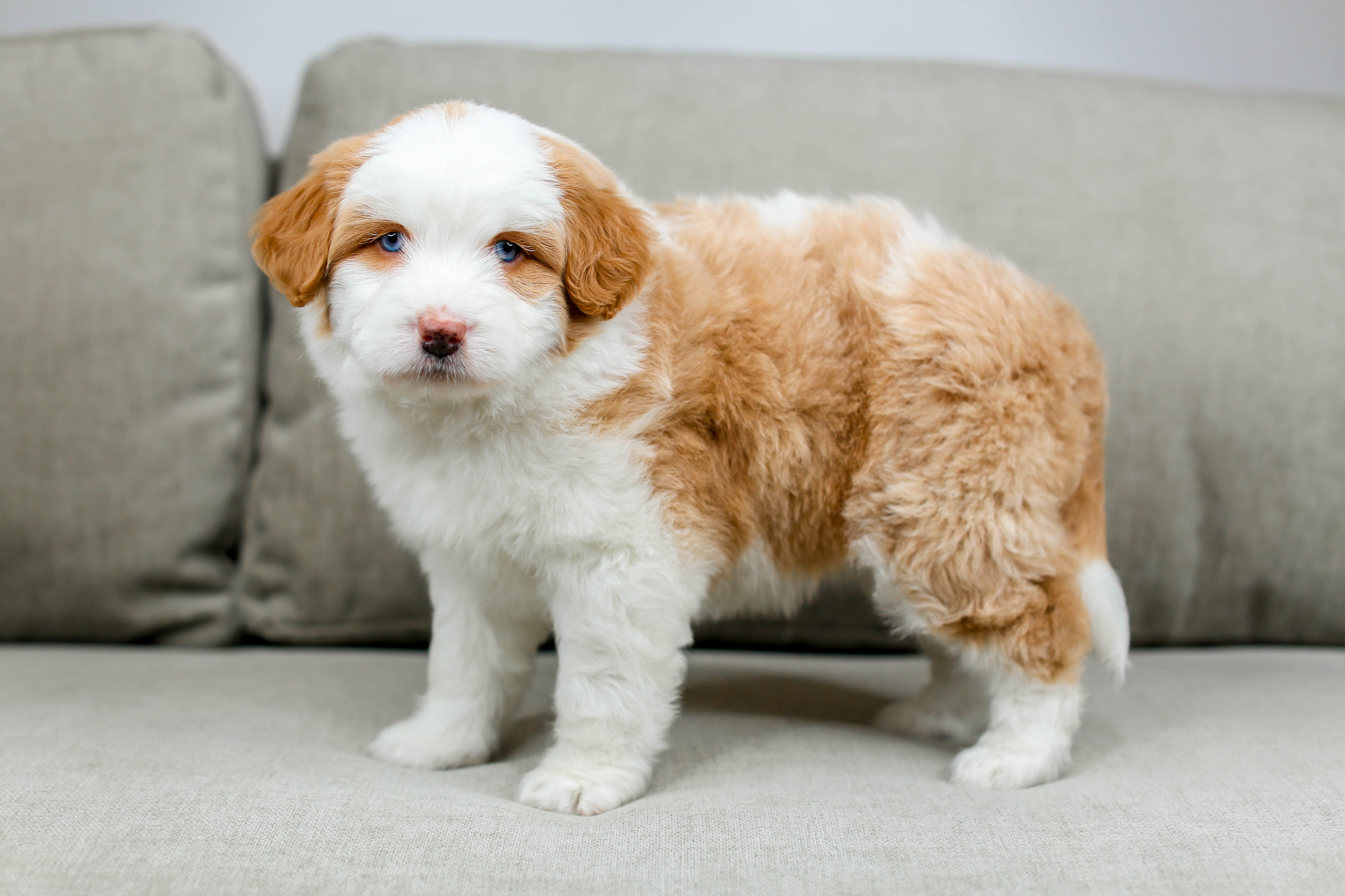 COTTONWOOD CREEK DOODLES | Aussiedoodles & Bernedoodles