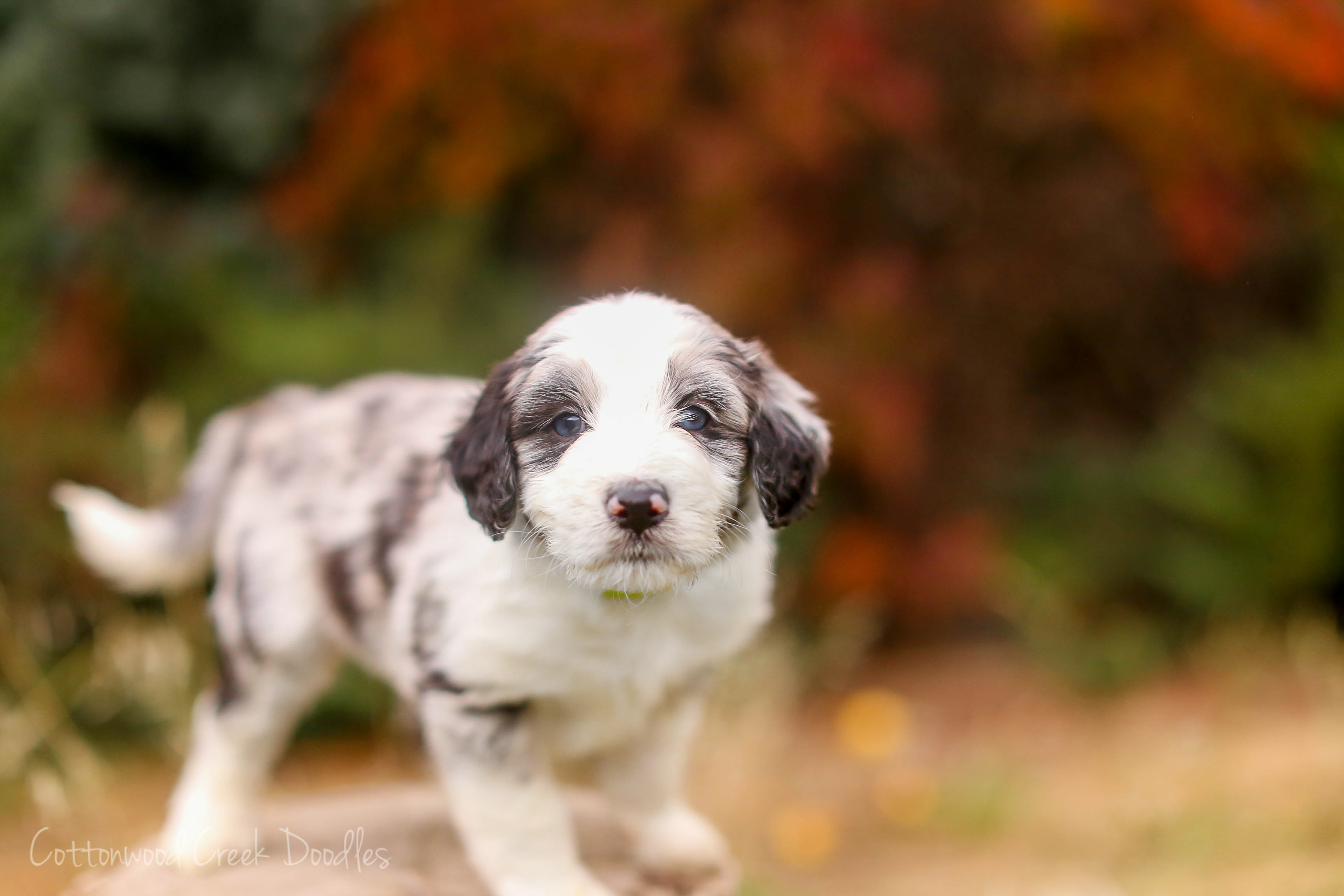 COTTONWOOD CREEK DOODLES | Aussiedoodles & Bernedoodles