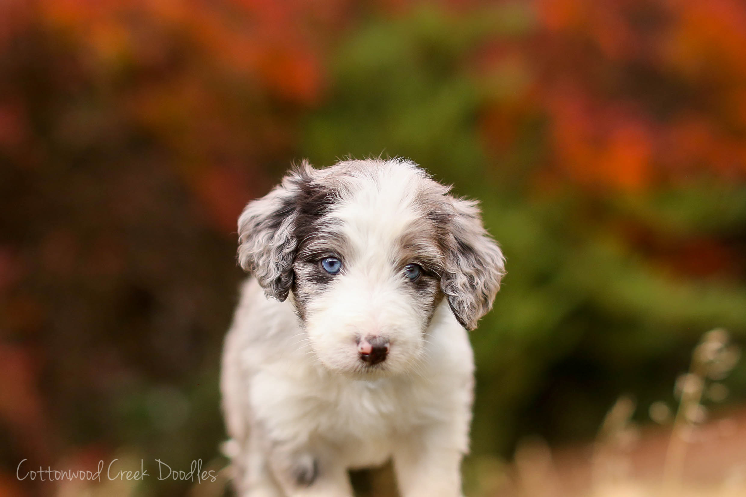 COTTONWOOD CREEK DOODLES | Aussiedoodles & Bernedoodles