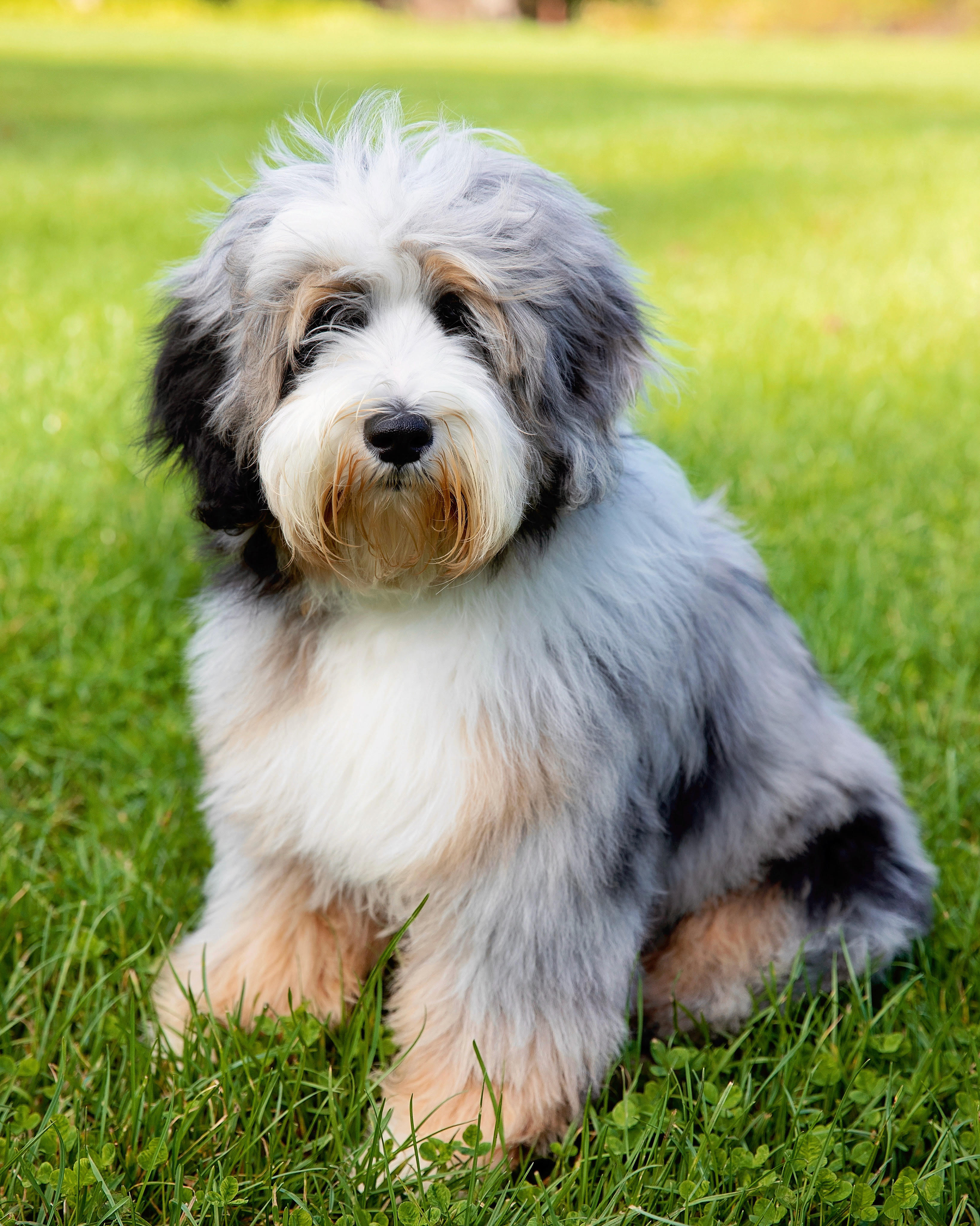 COTTONWOOD CREEK DOODLES | Aussiedoodles & Bernedoodles