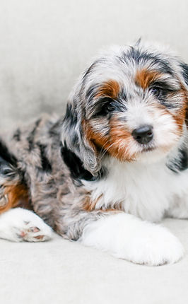 merle dog coloring pages