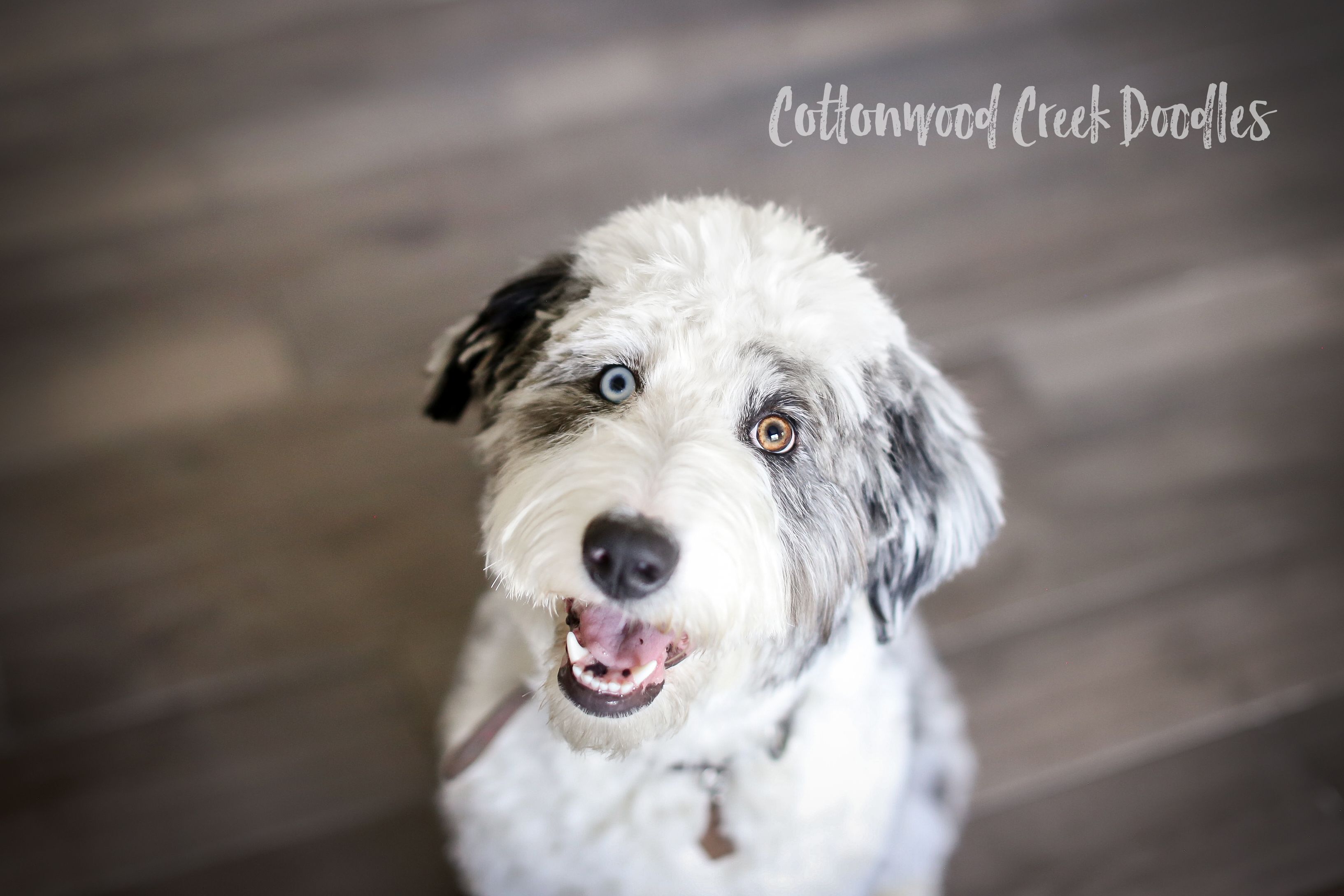 COTTONWOOD CREEK DOODLES | Aussiedoodles & Bernedoodles