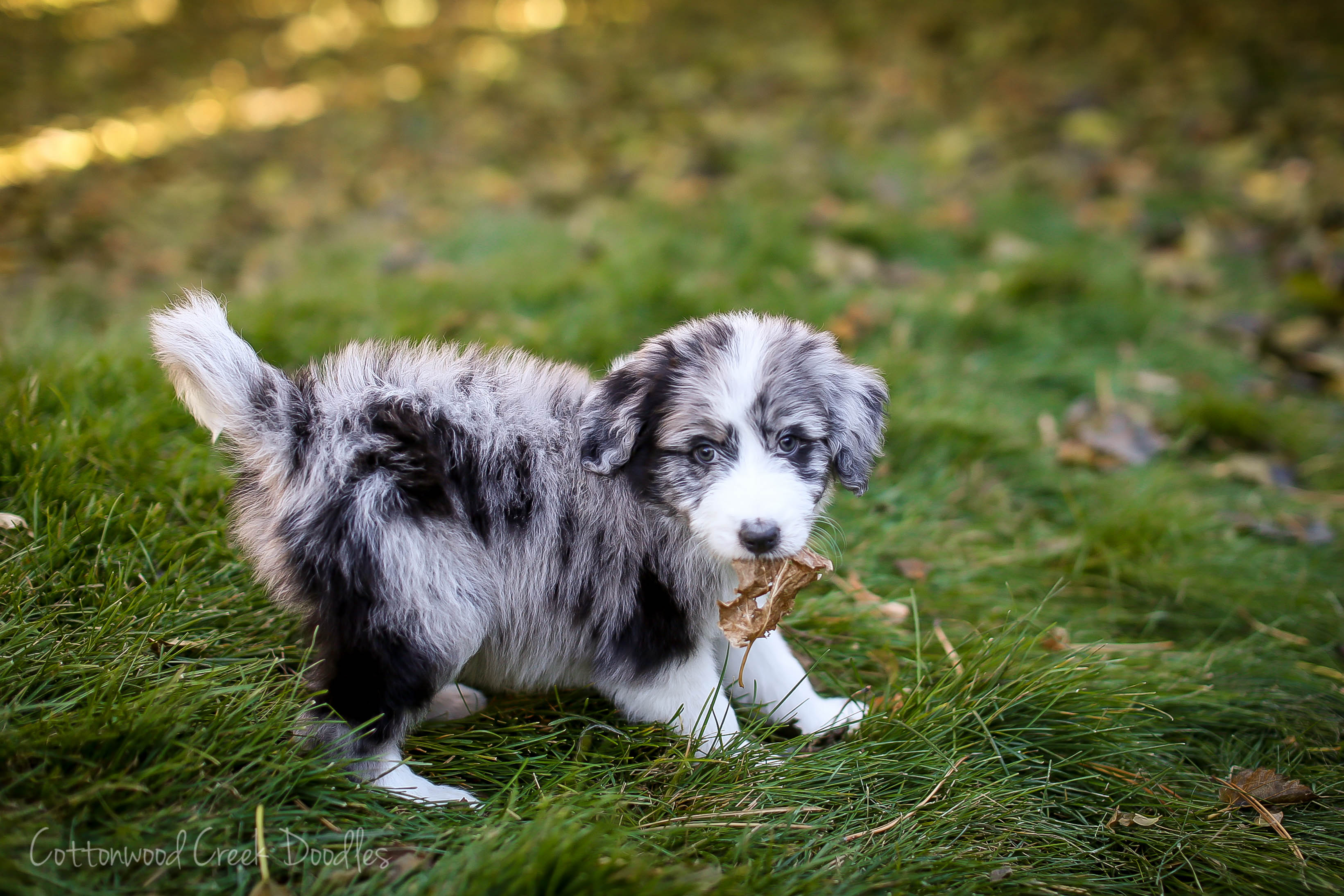 COTTONWOOD CREEK DOODLES | Aussiedoodles & Bernedoodles