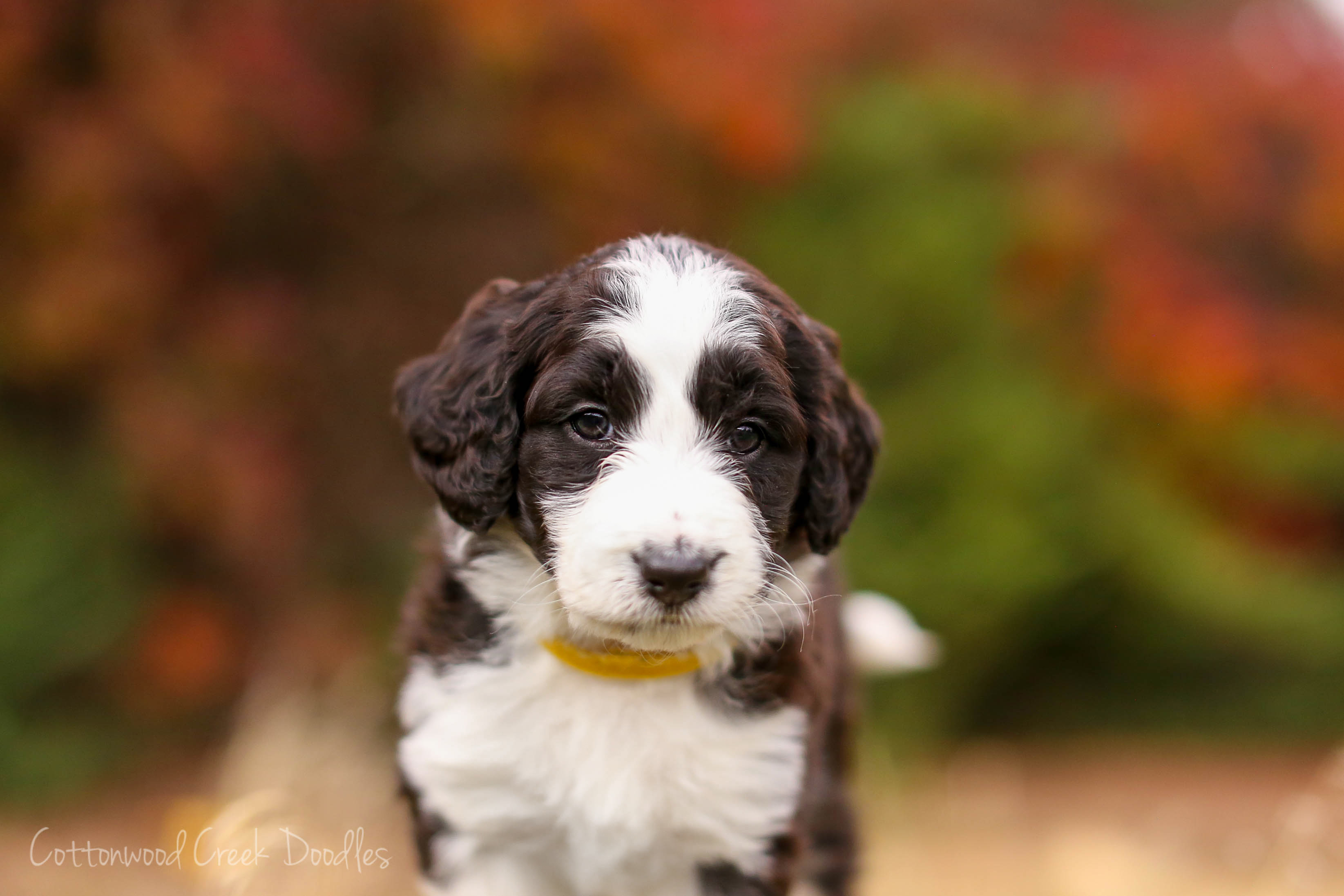 COTTONWOOD CREEK DOODLES | Aussiedoodles & Bernedoodles