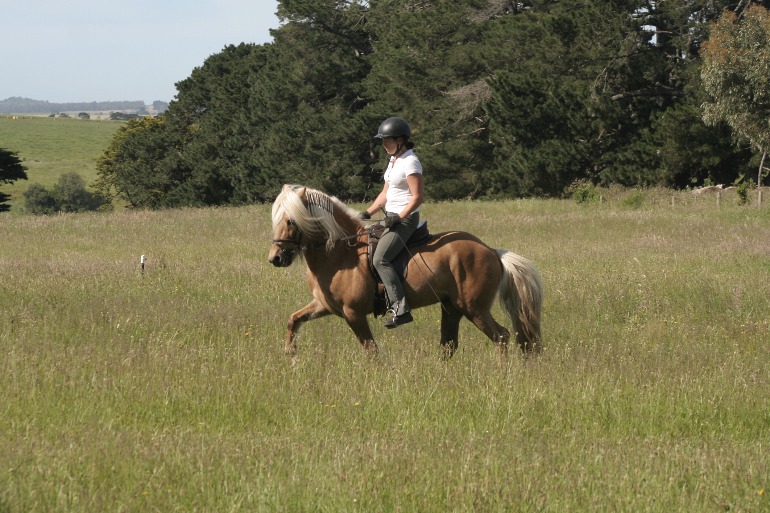 Haldane Icelandic Horses Haukur fra Studlum