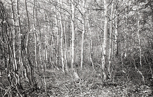 Twisted Aspen Grove | b2wphoto