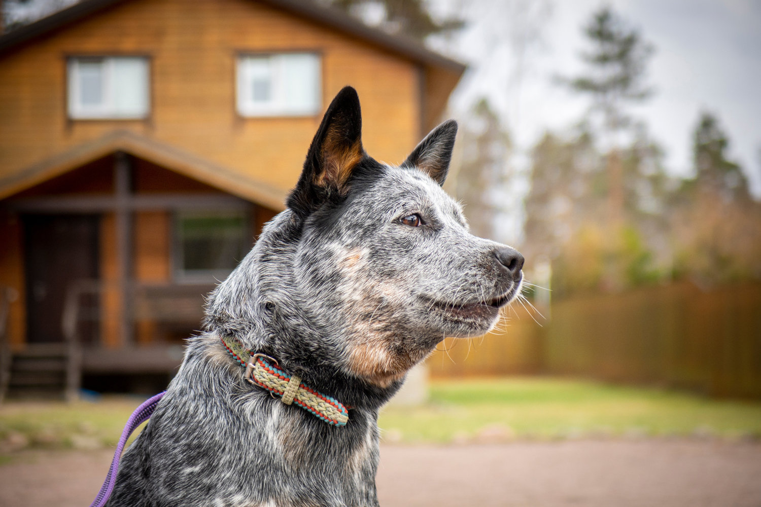 Blue Heeler Training