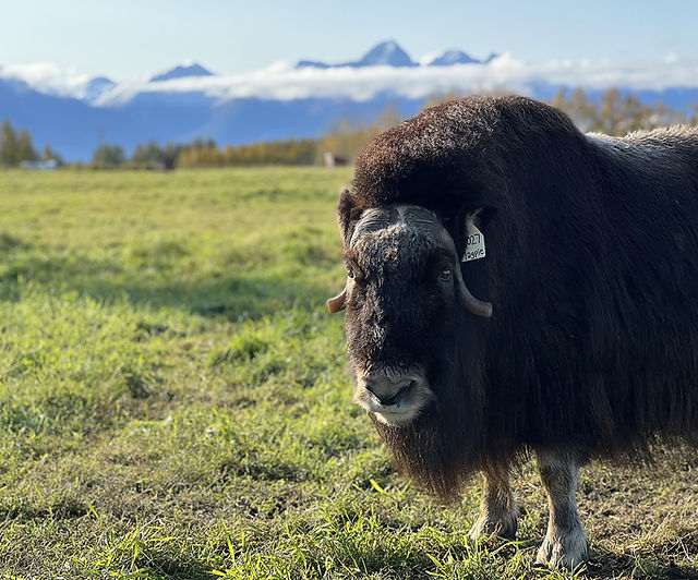 musk ox photography tours