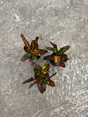 Codiaeum Red Batik #Babyplant | Skinkplants