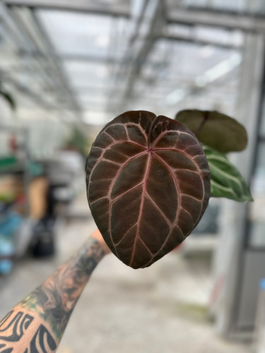 DocBlock Anthurium Michelle® X Zara®xZara® | Skinkplants
