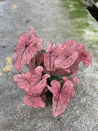 Caladium "Spring Fling" | Skinkplants