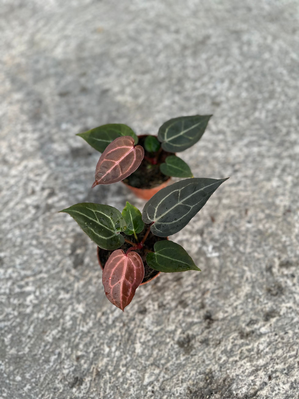 Anthurium | Skinkplants 2/3