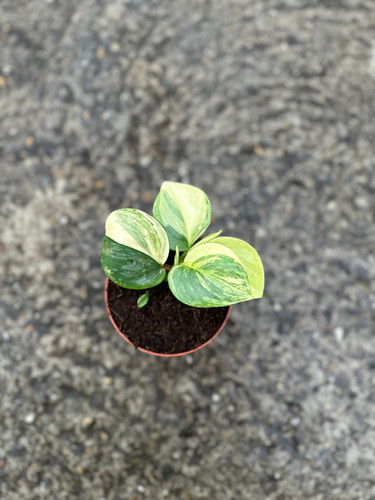 Scindapsus Rubicon variegata | Skinkplants