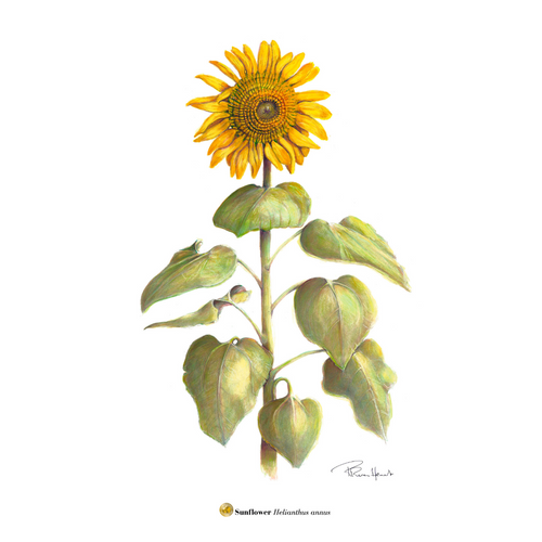 A3 Sunflower Botanic Print | Land Biography