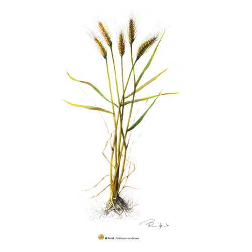A3 Wheat Botanic Print | Land Biography