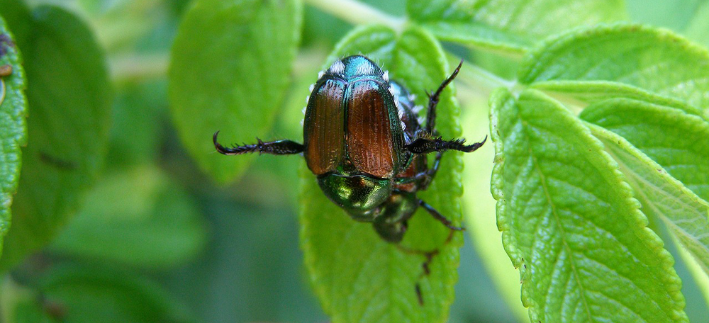 Fighting Japanese Beetles | LV Home & Garden