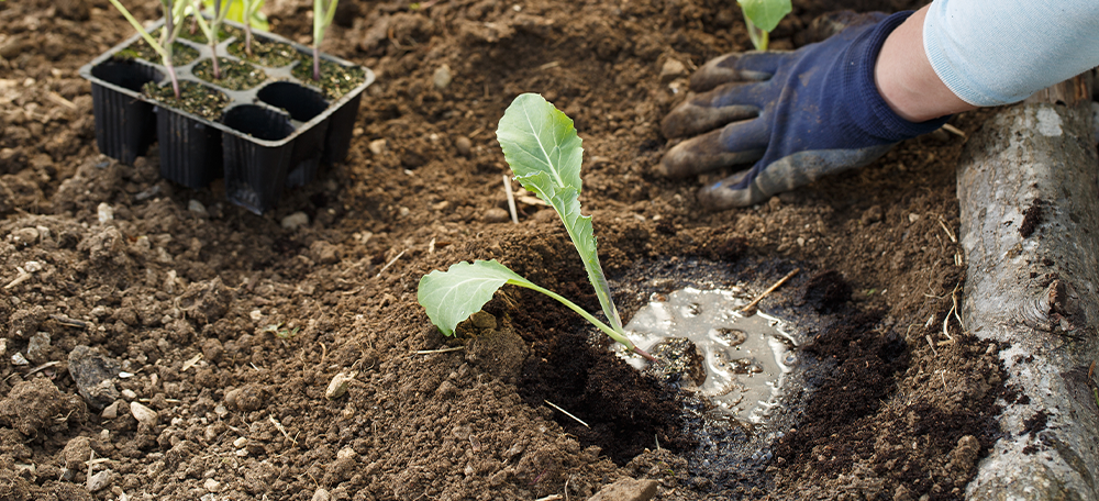 How to Transplant Seedlings & Starter Plants | LV Home & Garden