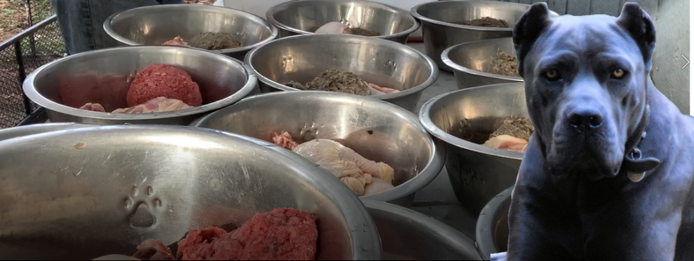 How I feed 20+ Cane Corso Raw Everyday!