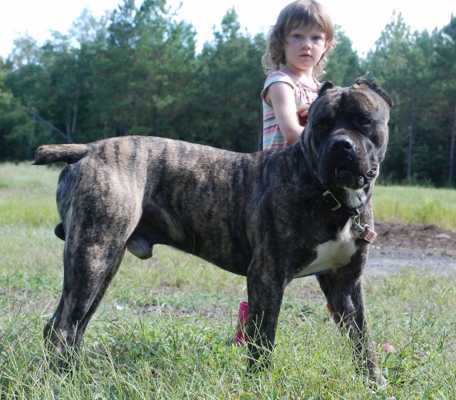 Cane Corso Breed Standard