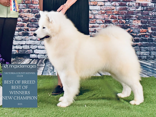 Available adults | vanderbiltsamoyeds