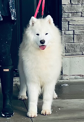 Available adults | vanderbiltsamoyeds