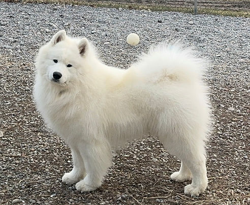 Available adults | vanderbiltsamoyeds