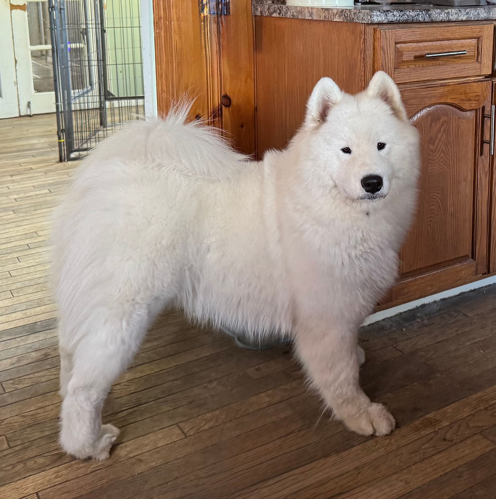 Lara | vanderbiltsamoyeds