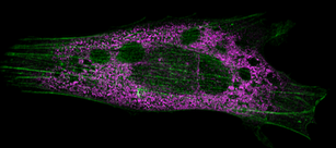 Sukenik Lab | UCMerced | HOME