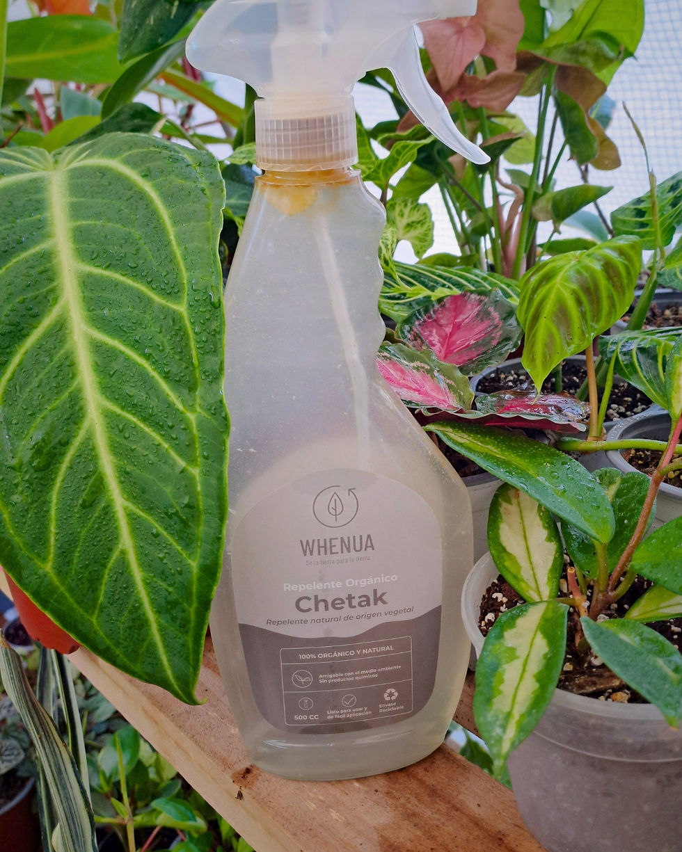 Botanic Chile | tienda online de plantas de interior