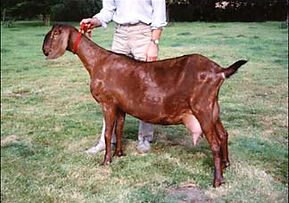 Breed Standard | Anglo Nubian | Goat Society