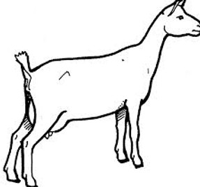 free dairy goat coloring pages