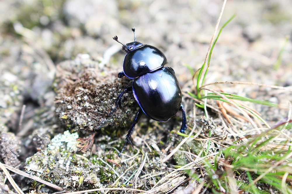 Lesson of the Dung Beetle