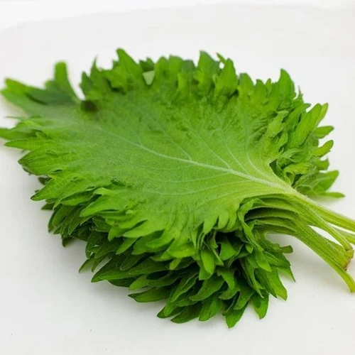 大葉 紫蘇葉 Shiso Leaves Ooba 100pc | Pirineko 辣喵