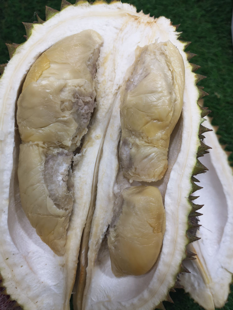 Ultimate Malaysian Durian Guide | 99 Old Trees