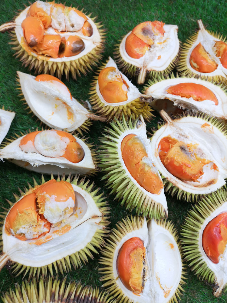 Ultimate Malaysian Durian Guide | 99 Old Trees