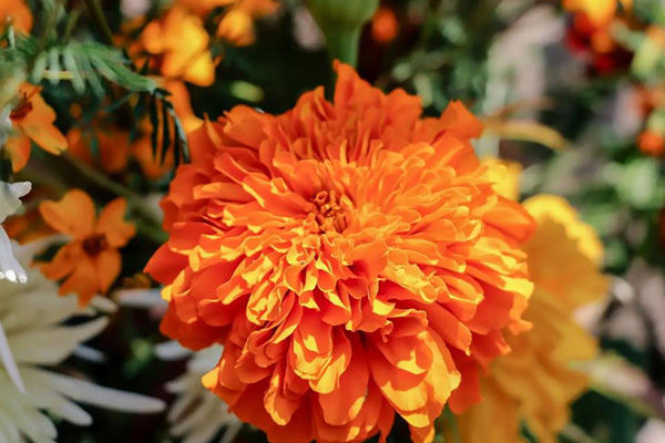 Besides eye care, what are the benefits of marigold extract lutein?