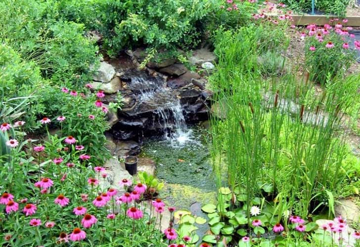 The Importance of Water in a Pollinator Garden