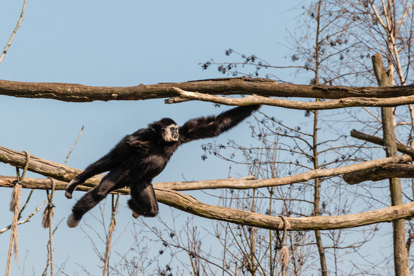 What Are Flying Monkeys? 9 Crucial facts that you must know!