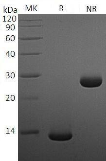 Recombinant Human Bone Morphogenetic Protein 2/BMP-2 | Bon Opus Biosciences