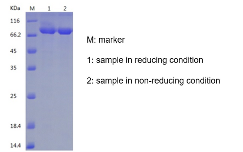 Recombinant Human Transferrin Receptor Protein 1/TFRC (N-His) | Bon ...