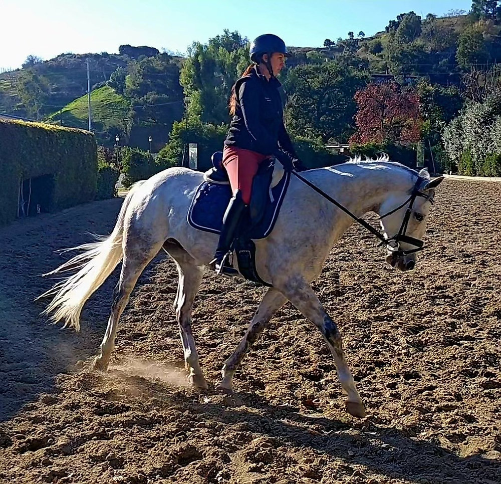 Can my horse do dressage?