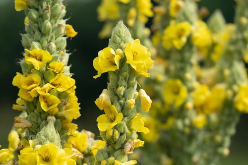 Mullein: Seed Pack - Organic | The Historical Herbologist