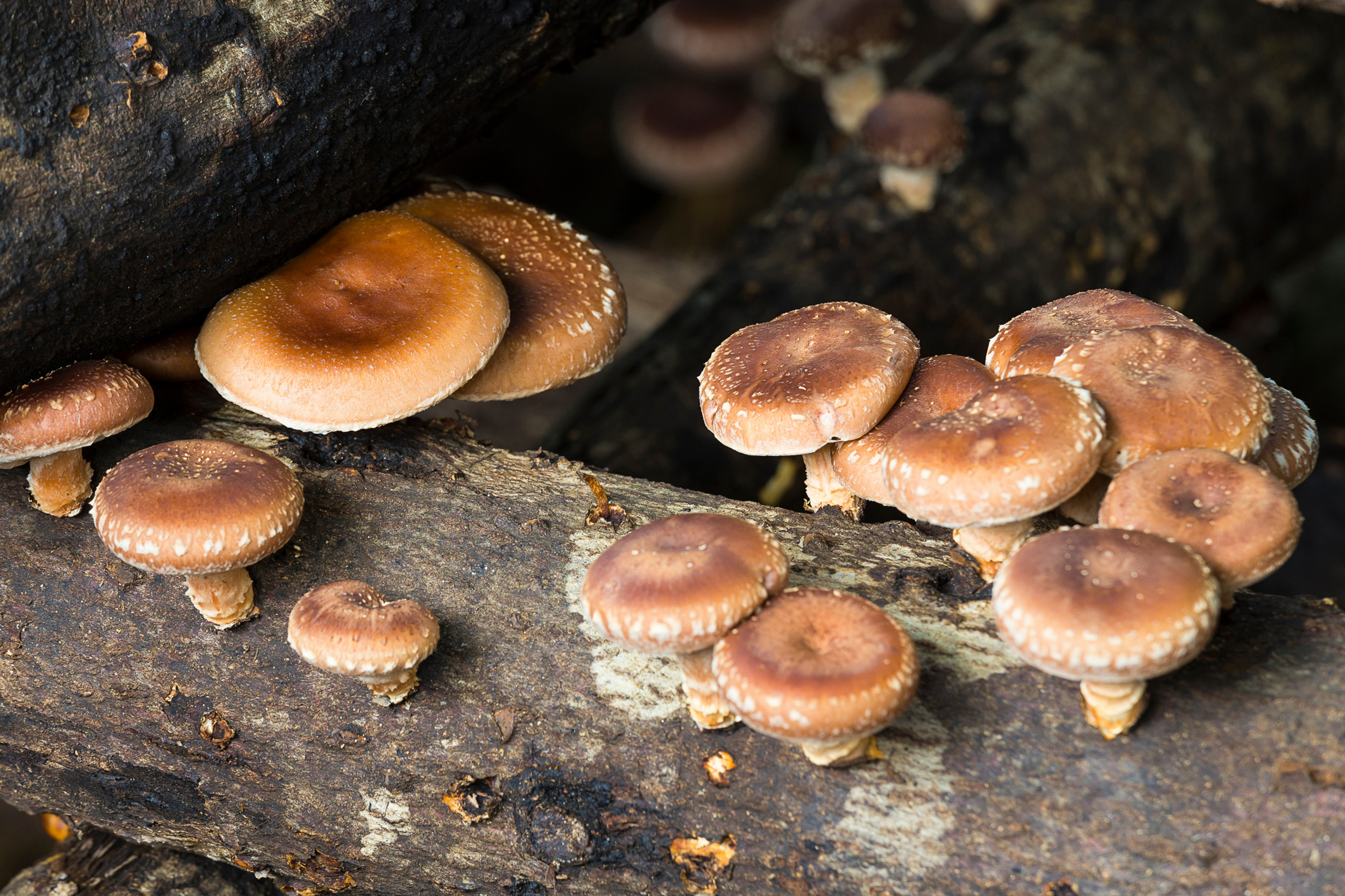 The Ancient Roots of Shiitake: A History of Herbal Medicine